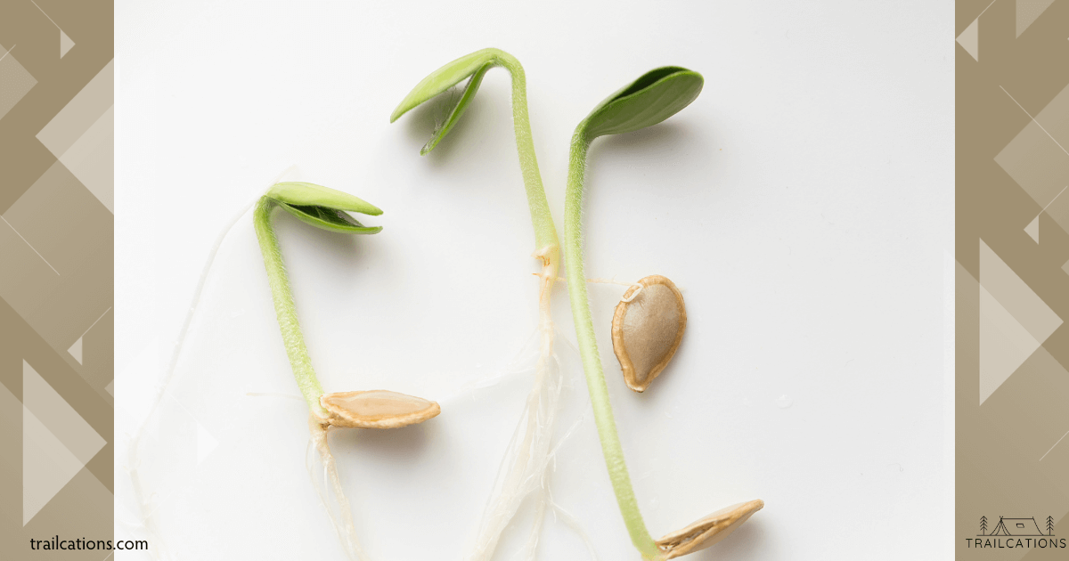 Dehydrating 101: Ultimate Guide to How a Food Dehydrator Works ...